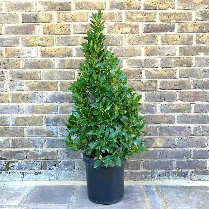 Bay Laurel Pyramid 120cm p25 - Jones Garden Centre
