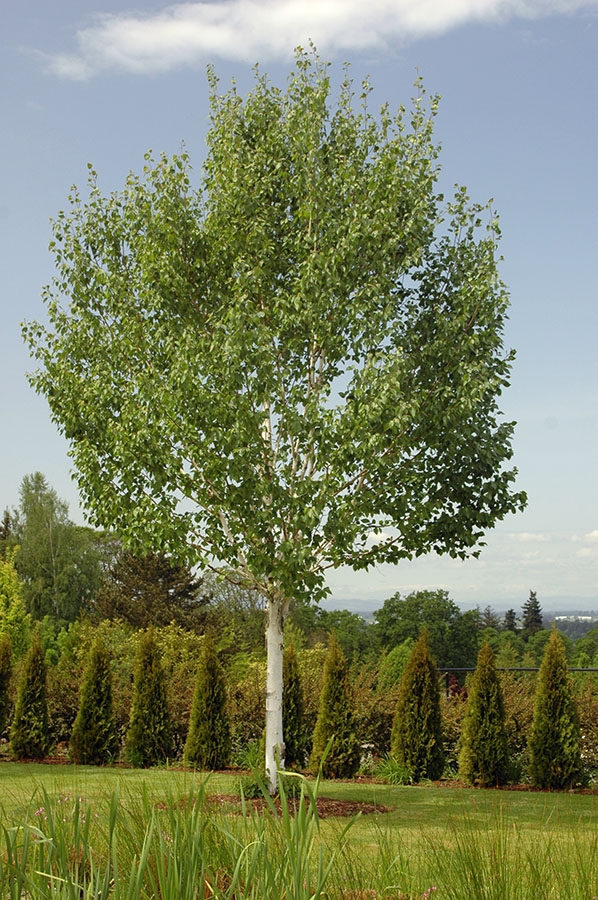 Betula Jacquemontii 10Lt - Jones Garden Centre