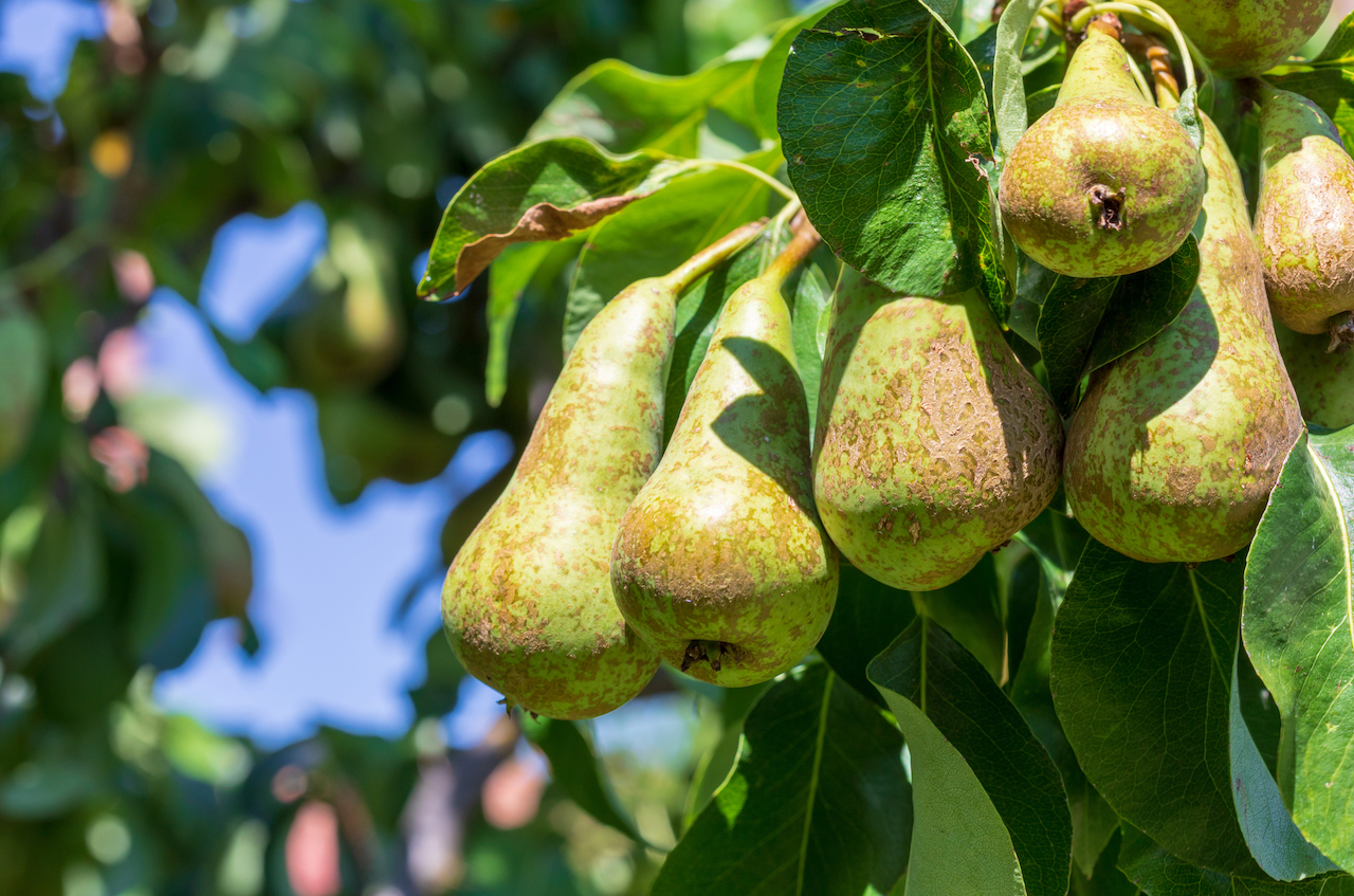 Conference Pear Tree 7.5L - Jones Garden Centre