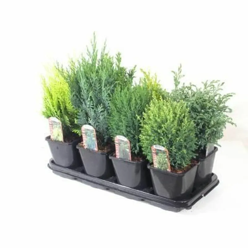 Conifer upright mix 2L, square pot - Jones Garden Centre