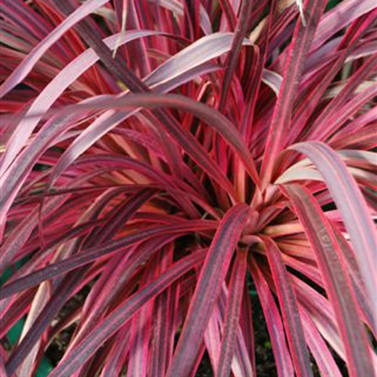 Cordyline Salsa 2Litre - Jones Garden Centre