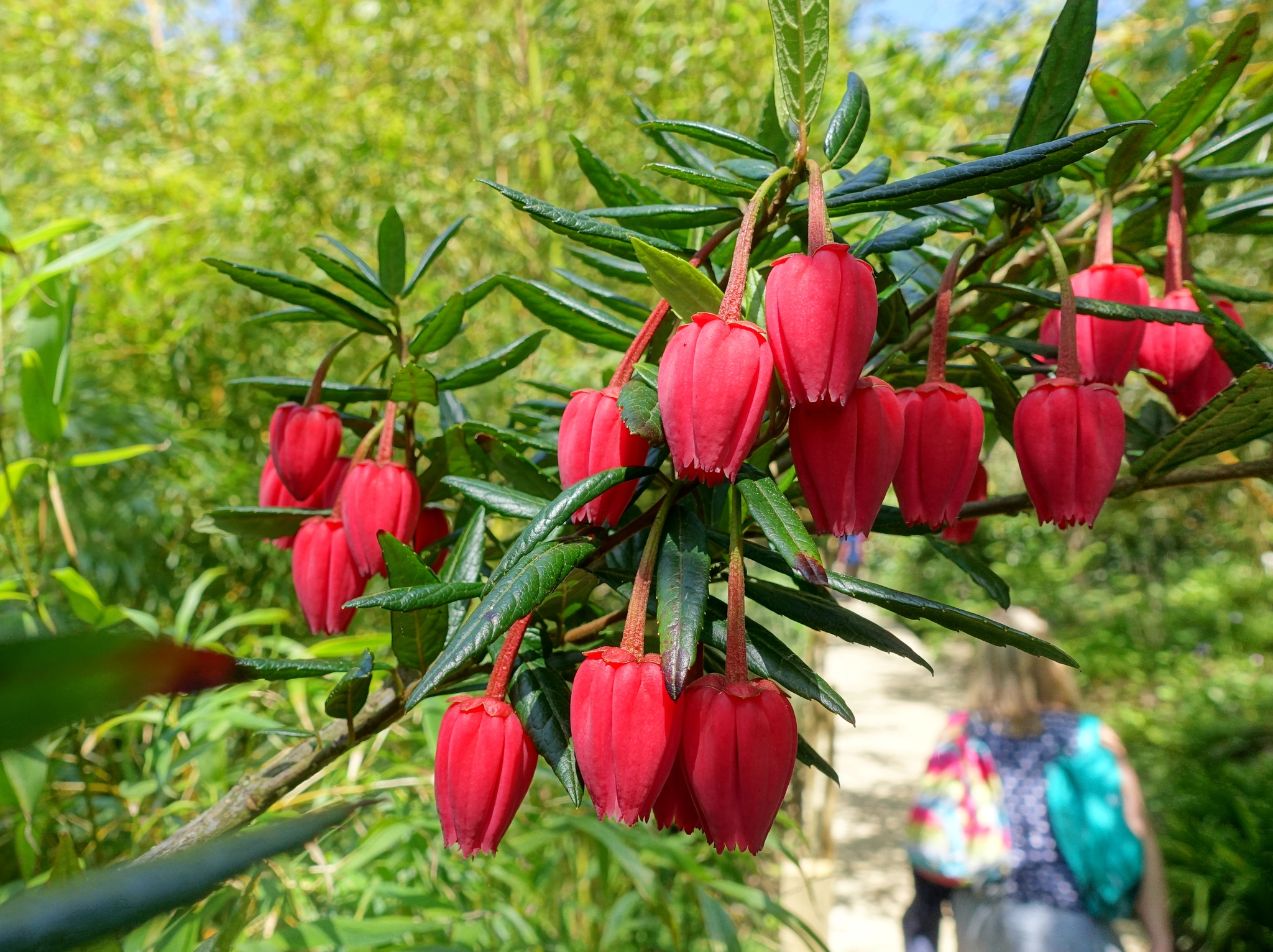 Crinodendron Hookerianum 3Lt - Jones Garden Centre