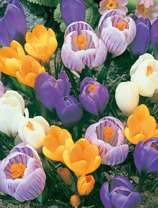 Crocus Specie Mixed Colours - Jones Garden Centre