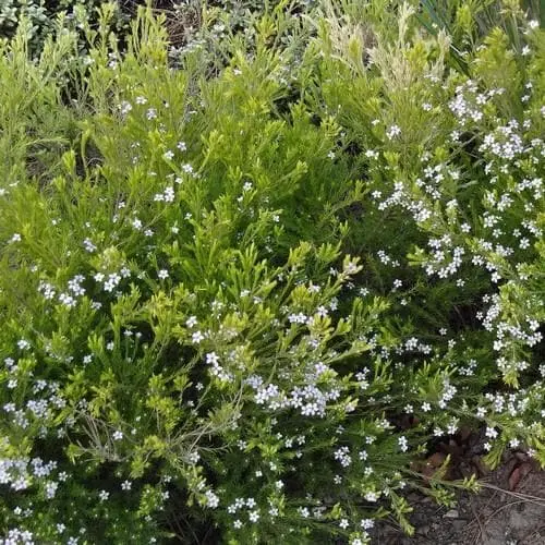 Diosma Sunset Gold Rp 3Lt - Jones Garden Centre