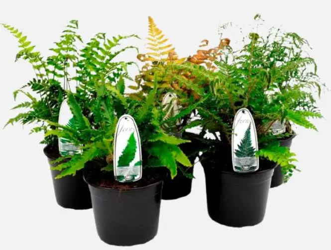 Fern mix (hardy) 3 Ltr pot - Jones Garden Centre