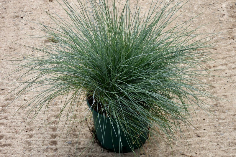 Festuca glauca 'Intense Blue'® 2 Ltr pot - Jones Garden Centre