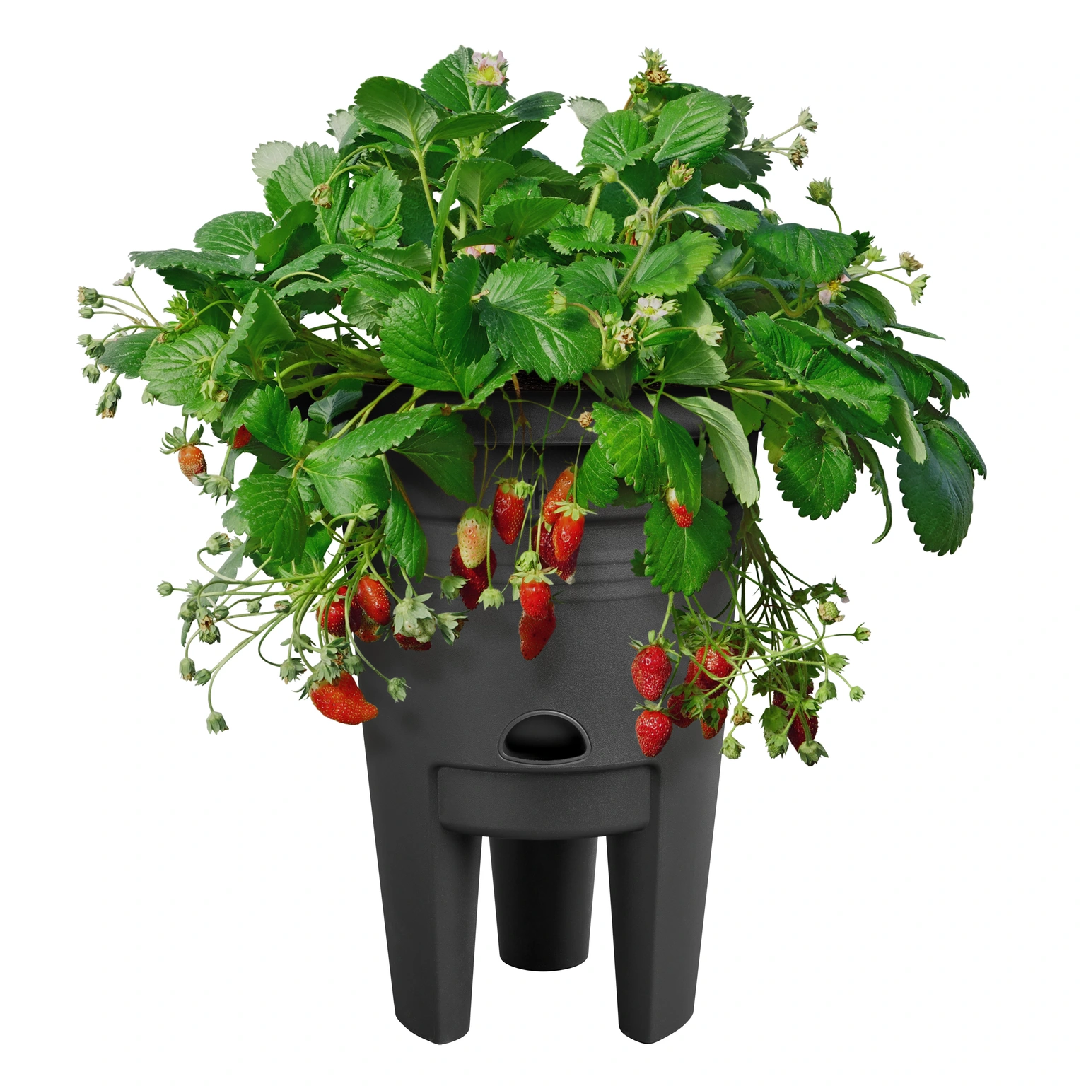 Green Basics Strawberry Pot 33cm Living Black - Jones Garden Centre