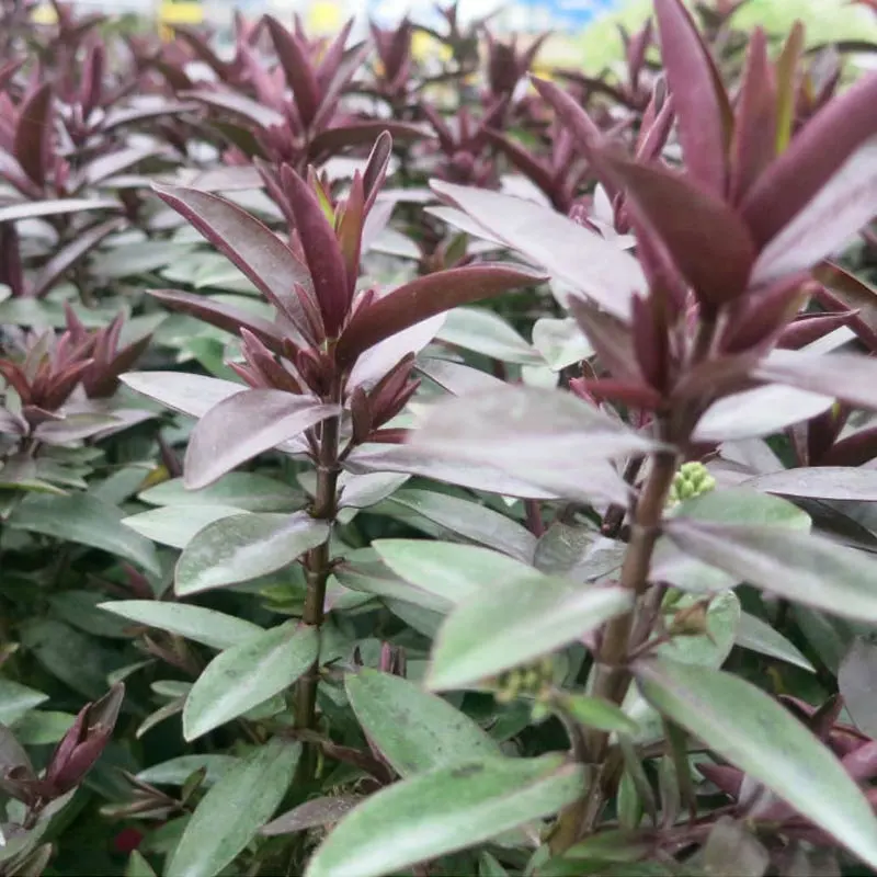 Hebe Little Red Rum 2L - Jones Garden Centre