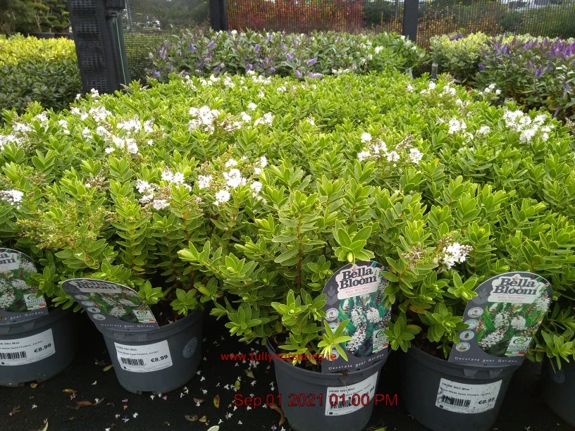 Hebe Wiri Mist 2 Litre - Jones Garden Centre