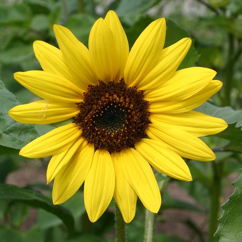 Helianthus 'Sunsation' P13 - Jones Garden Centre