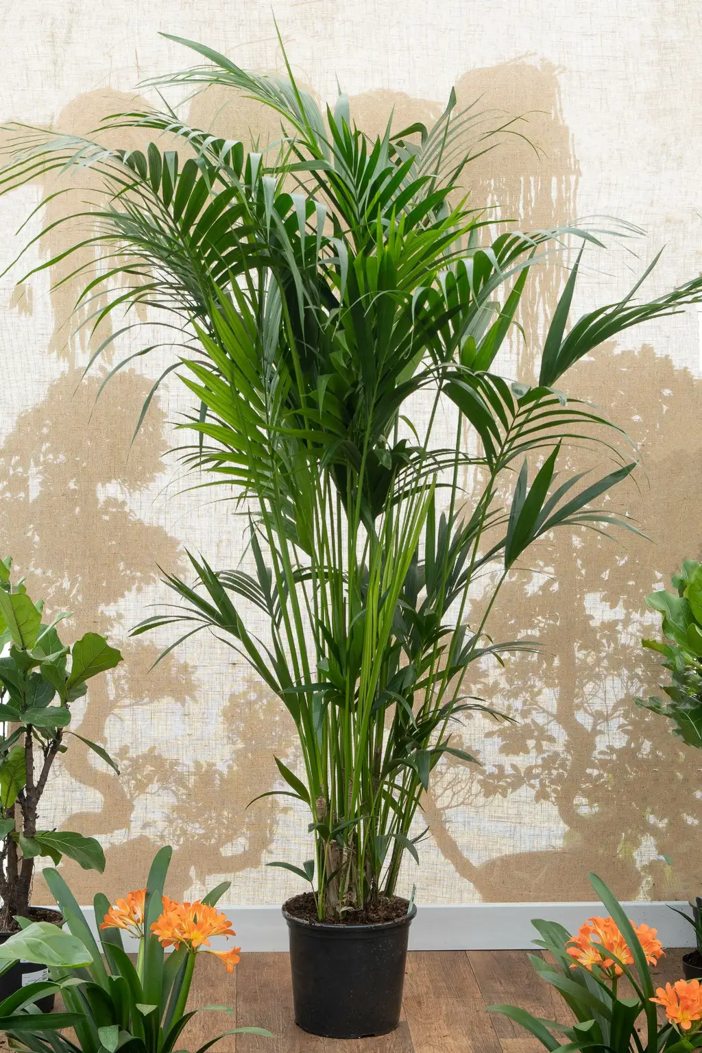 Howea forsteriana P21 - 130 CM - Jones Garden Centre