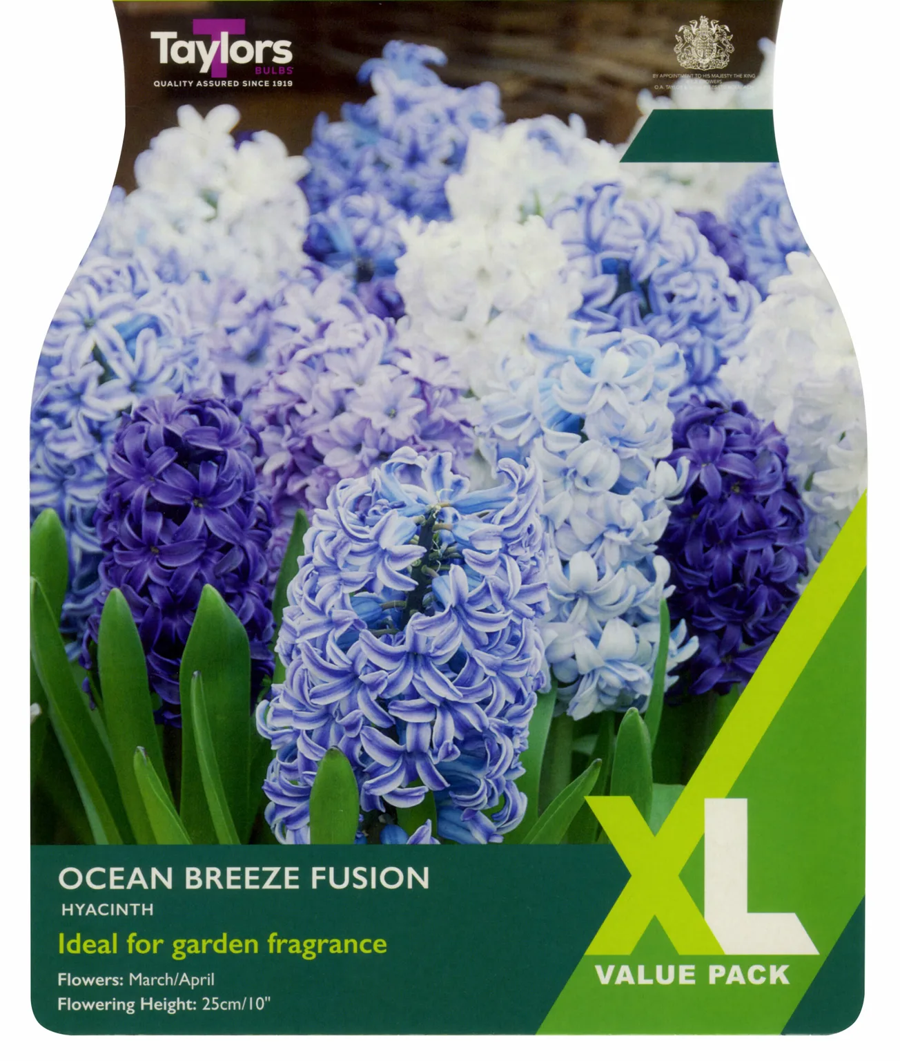 Hyacinth Ocean Breeze Fusion Xl - Jones Garden Centre
