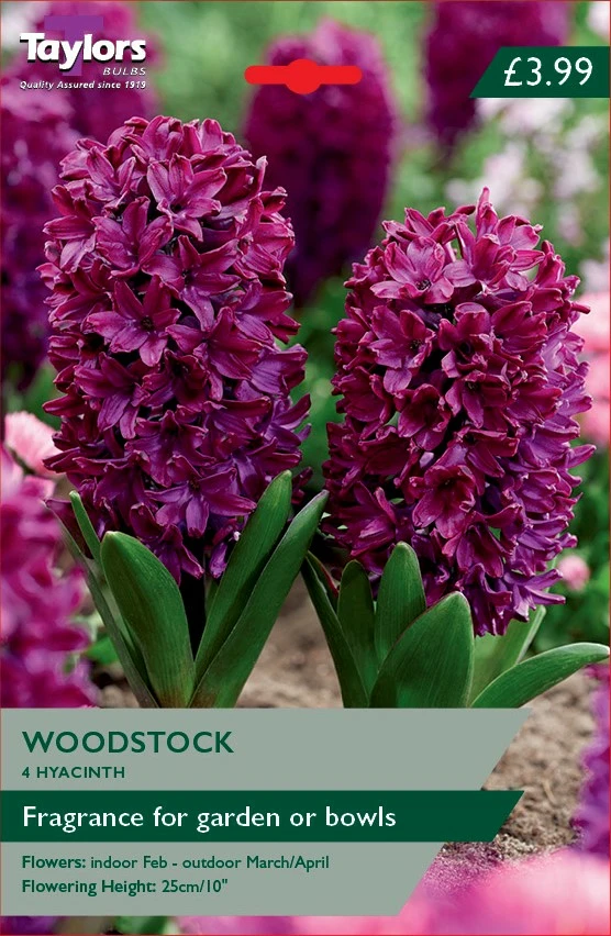 Hyacinth Woodstock BO 16-17cm - Jones Garden Centre