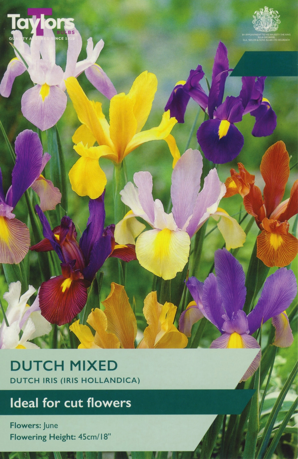 Iris Dutch Mixed 6-7 P/P - Jones Garden Centre