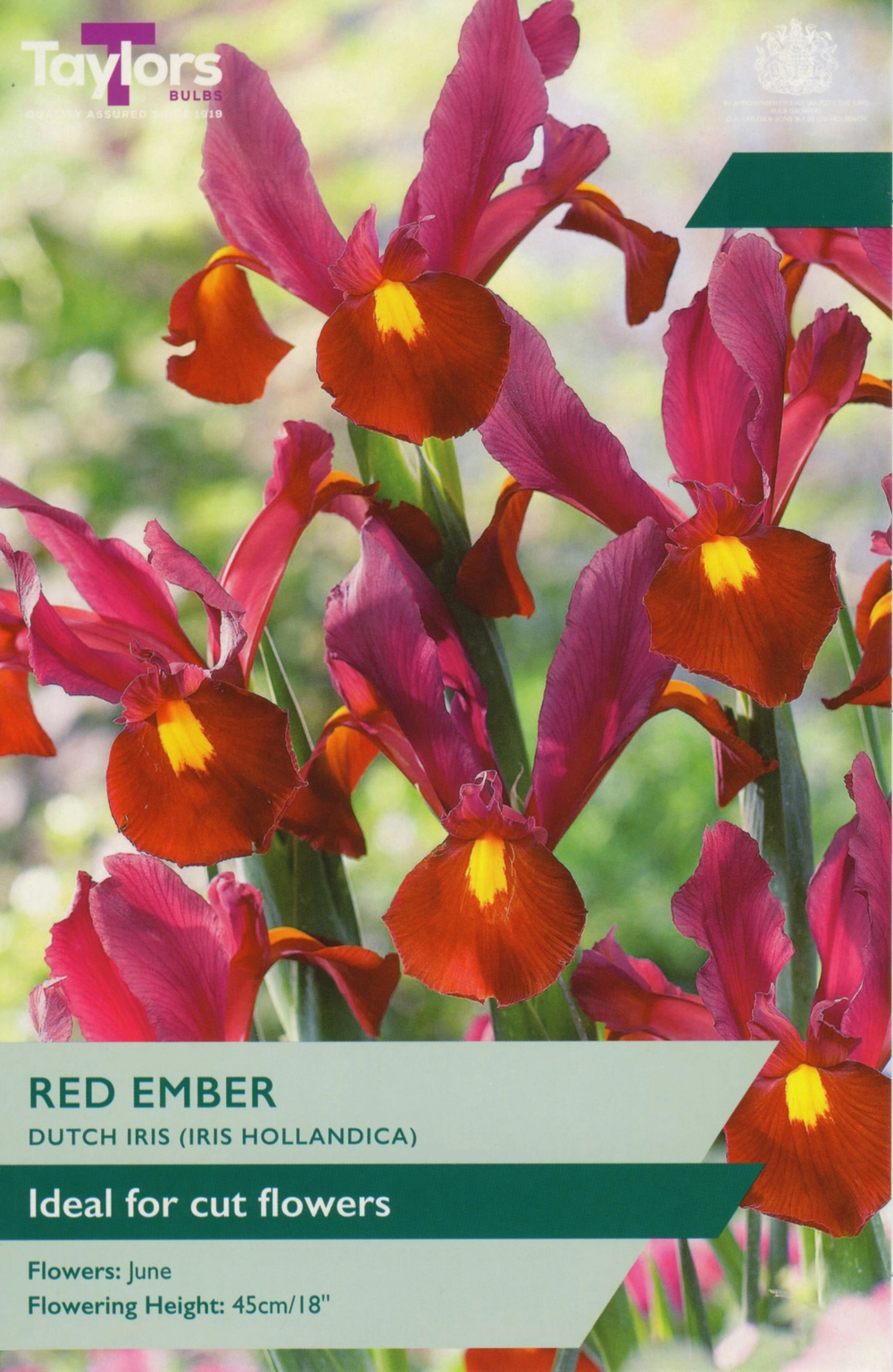 Iris Hollandica Red Ember 6-7 P/P - Jones Garden Centre