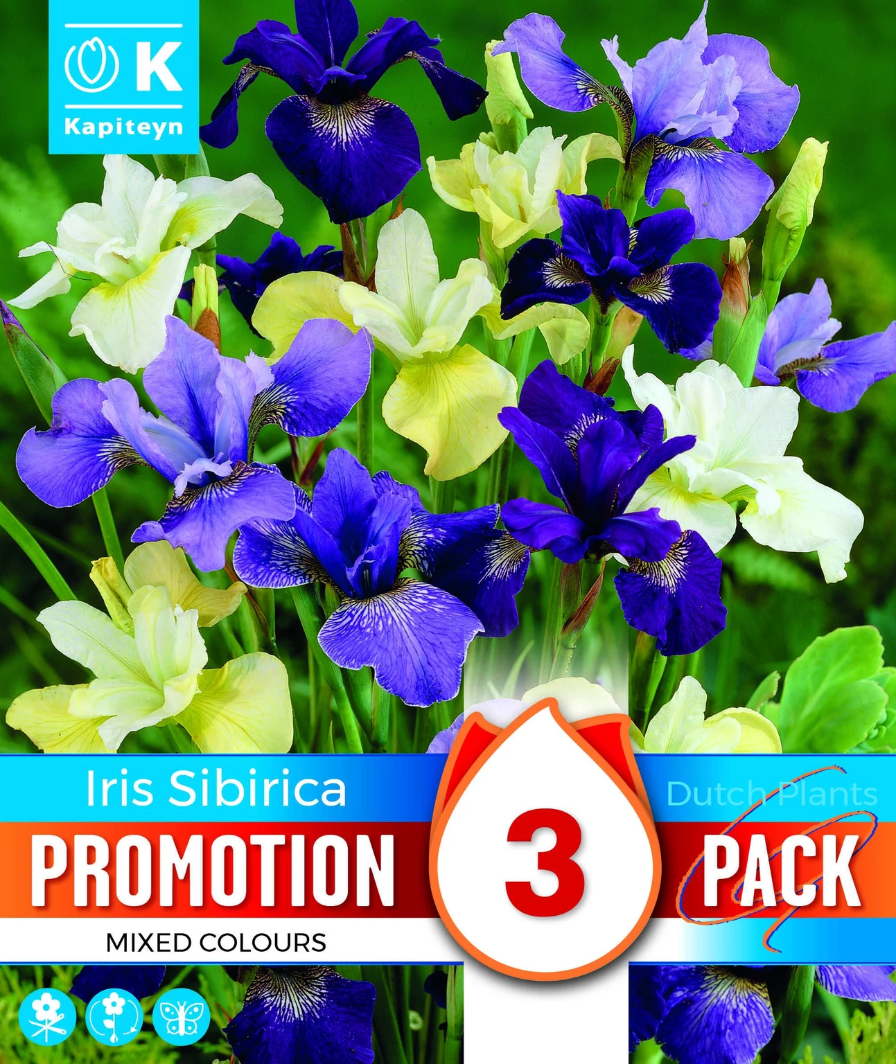 Iris Siberica Mixed - Jones Garden Centre