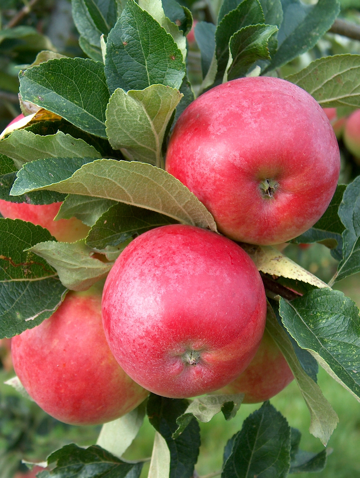Katy Apple Tree 7.5L - Jones Garden Centre