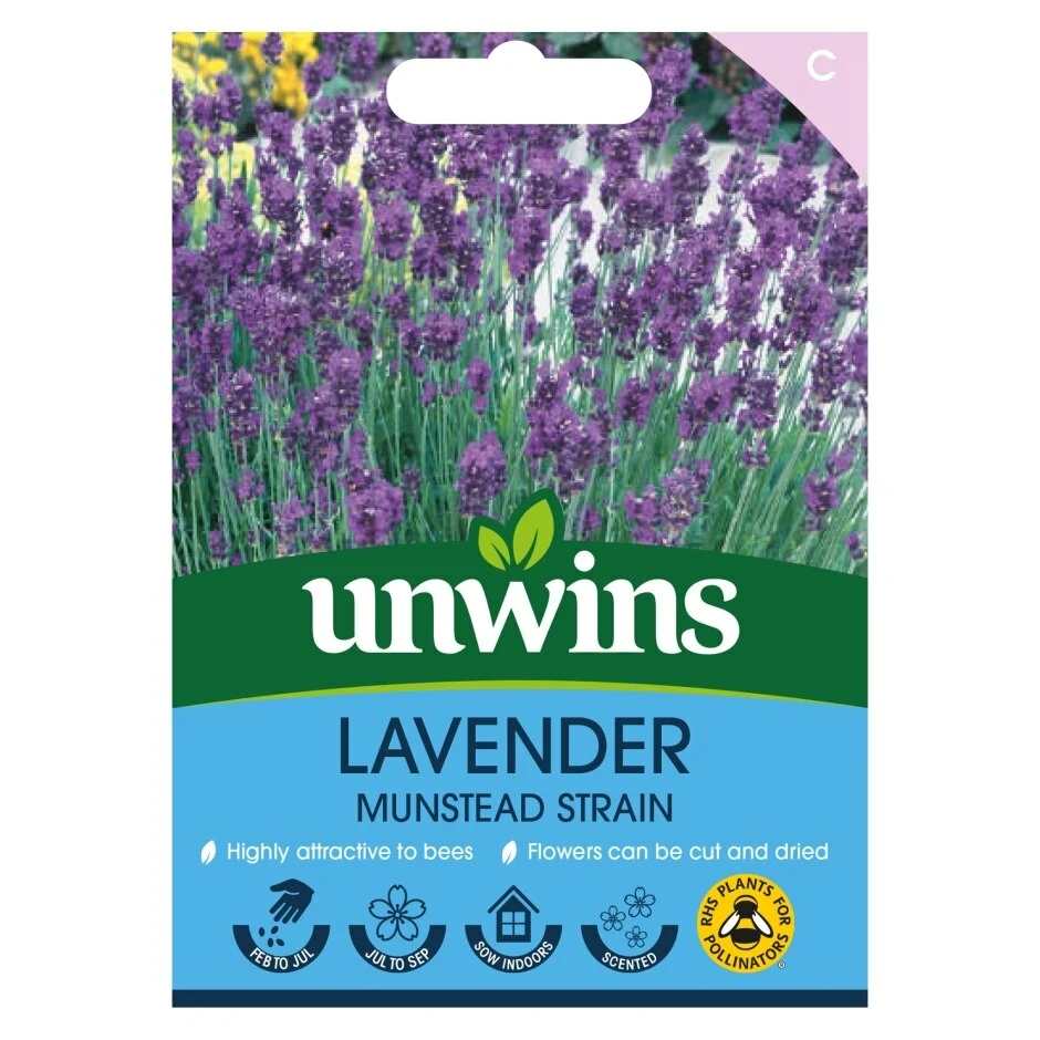 Lavender Munstead Strain - Jones Garden Centre