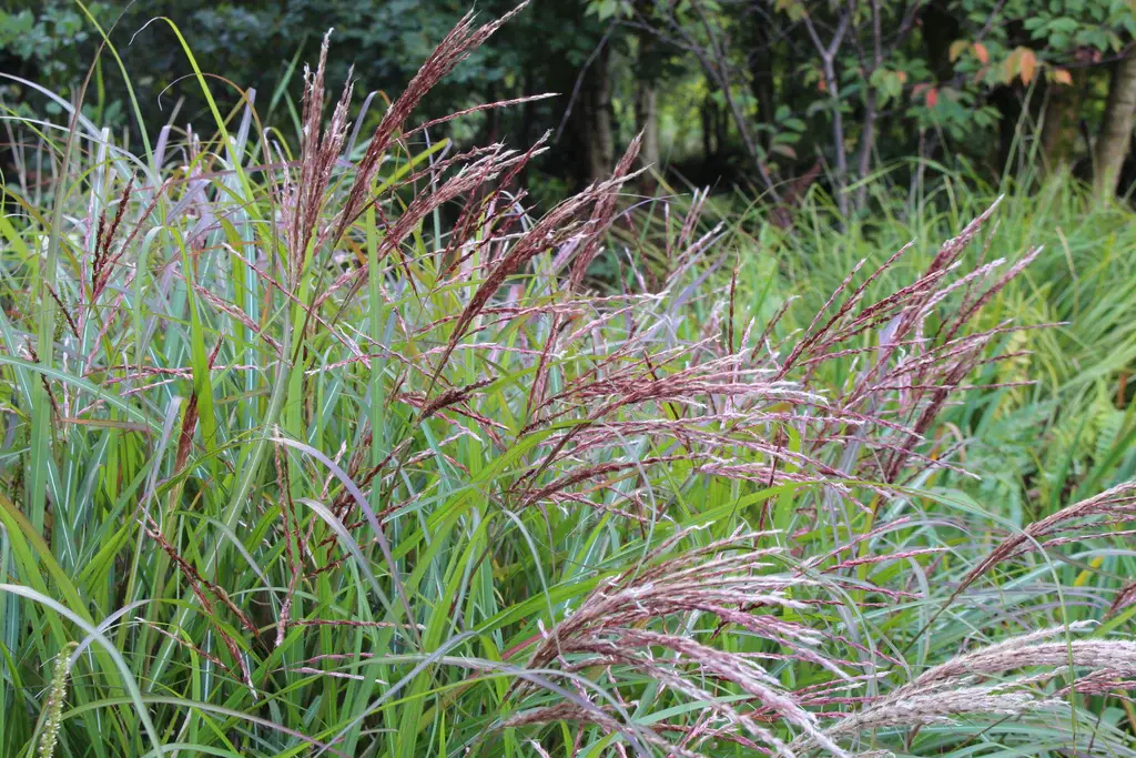 Miscanthus sin. 'Red Chief' 10 Ltr pot - Jones Garden Centre