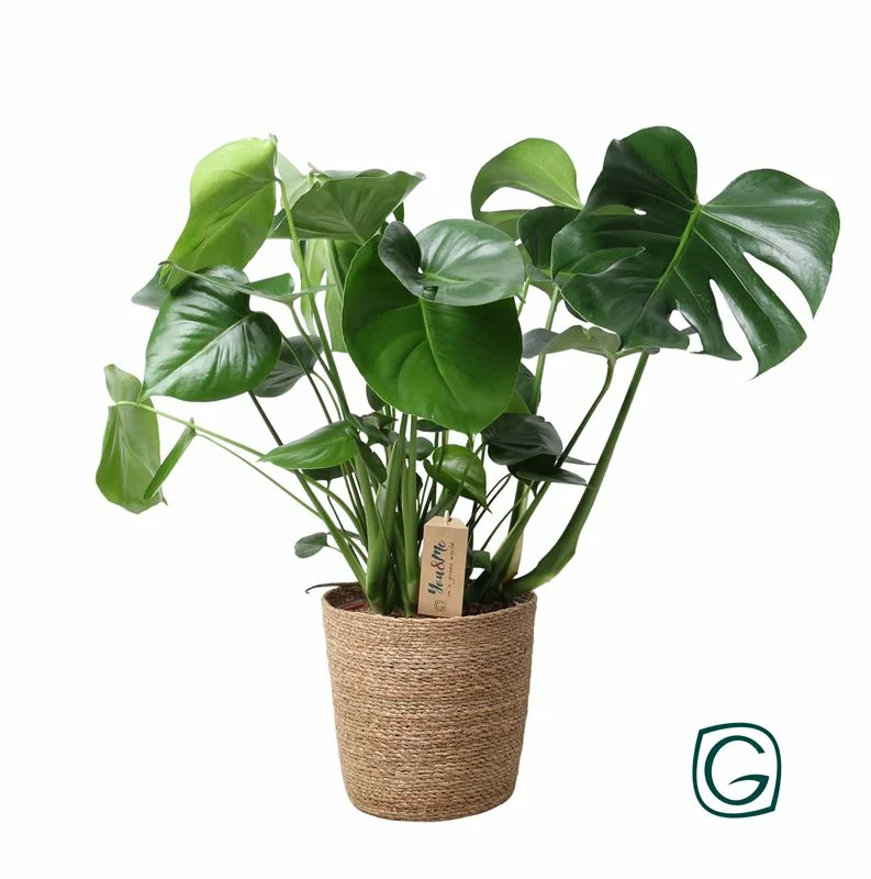 Monstera deliciosa P21, in basket - Jones Garden Centre