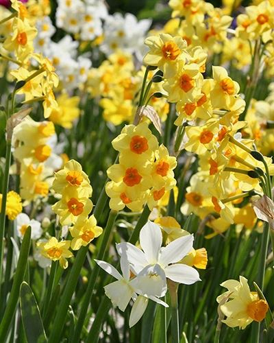 Narcissus Botanical Mixed Colours - Jones Garden Centre