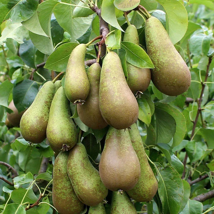 Pear Conferance 10Lt - Jones Garden Centre