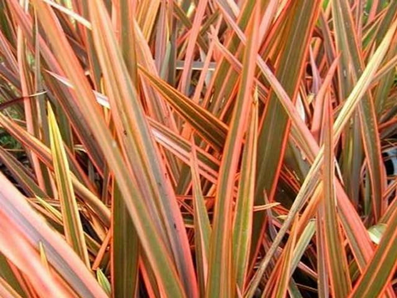 Phormium 'Rainbow Queen' 3L - Jones Garden Centre