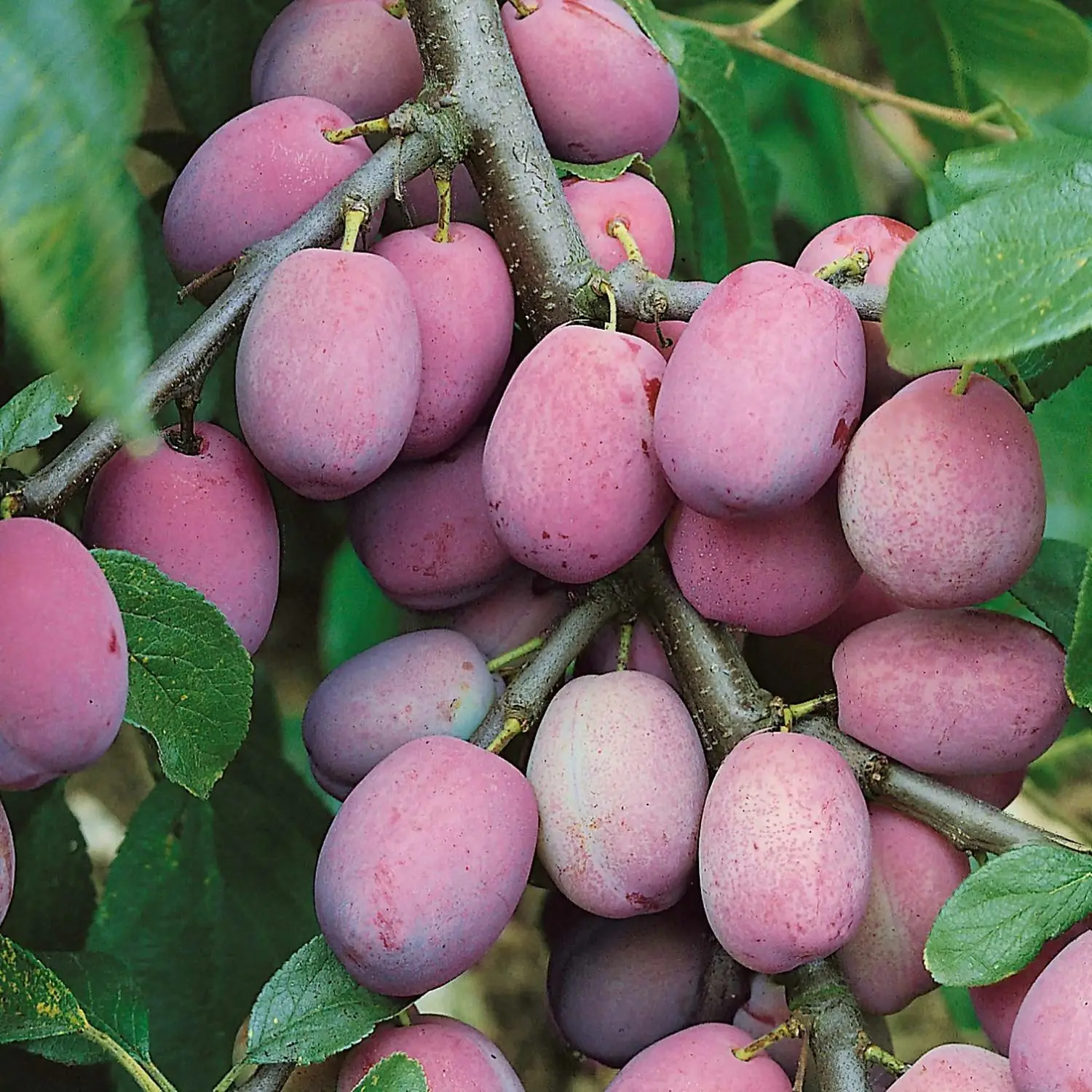 Plum Victoria Tree 7.5L - Jones Garden Centre