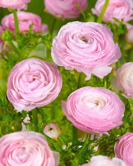 PP Ranunculus Candy Pink 5-6 - Jones Garden Centre