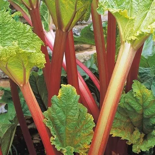 Rhubarb Timperley Early 4L - Jones Garden Centre