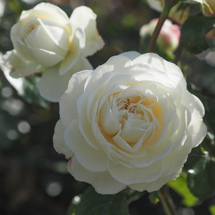 Rose Tranquility David Austin 5L - Jones Garden Centre
