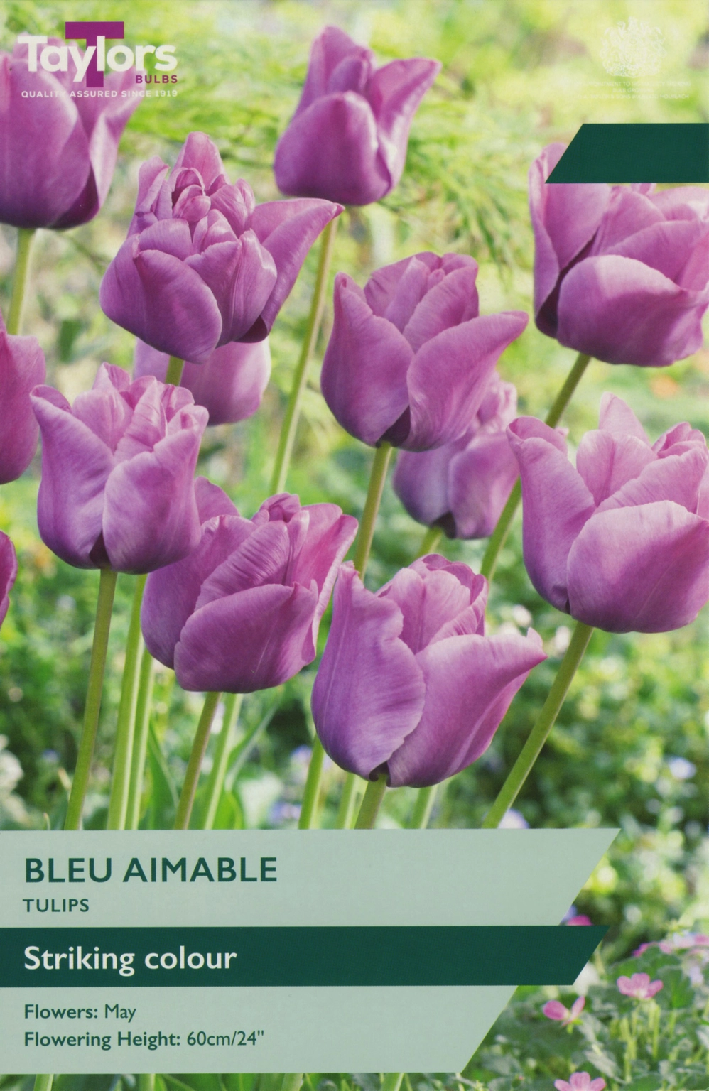 Tulip Bleu Aimable TP 11-12cm - Jones Garden Centre