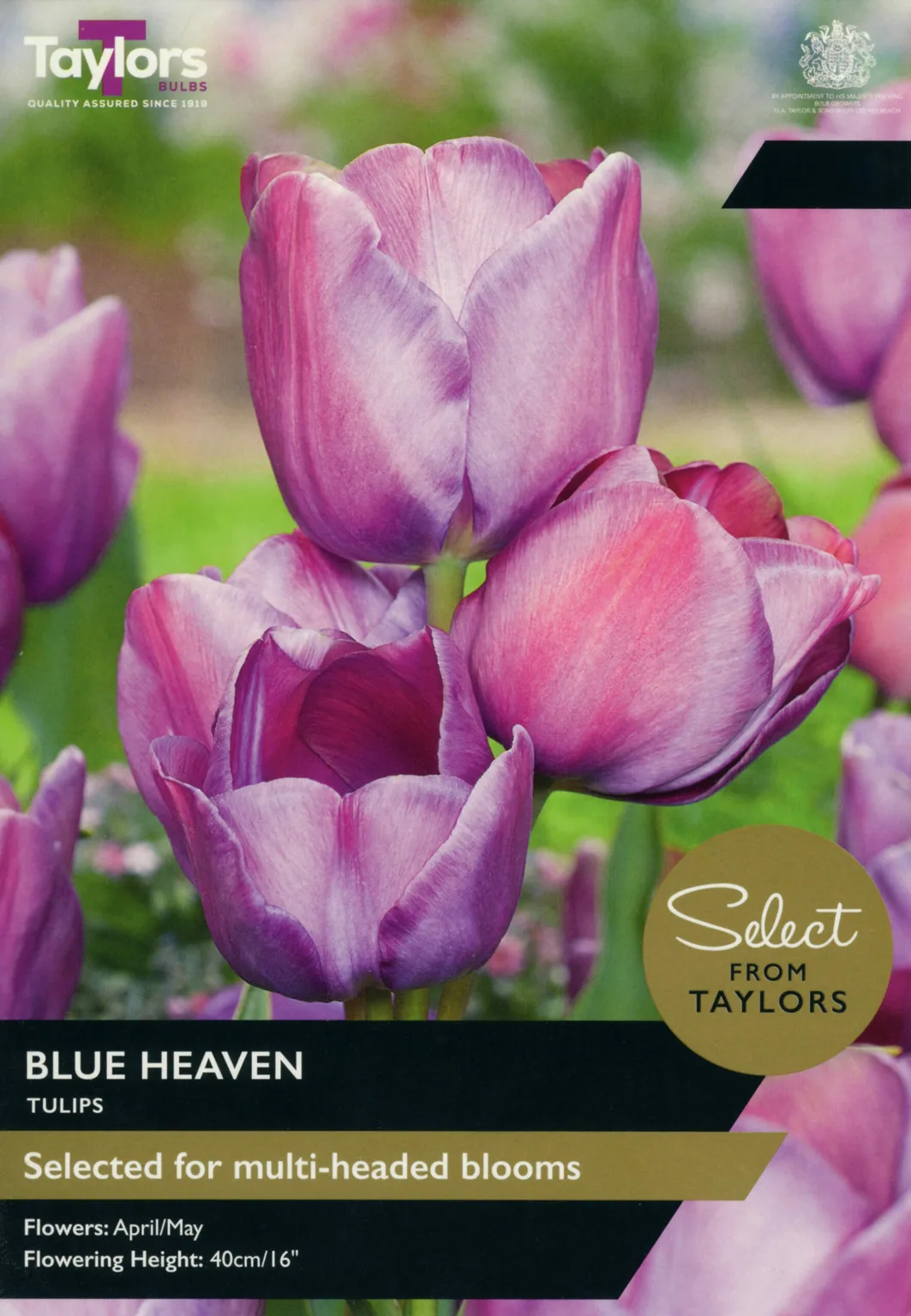 Tulip Blue Heaven 11-12 Se - Jones Garden Centre