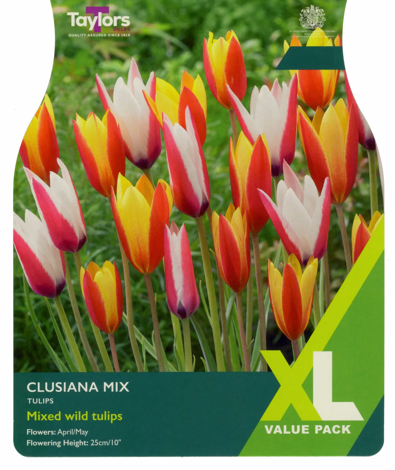 Tulip Clusiana Mix 6-8 Xl - Jones Garden Centre