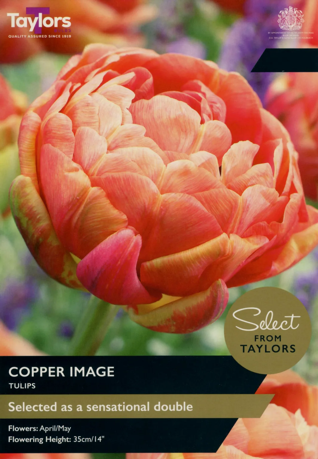 Tulip Copper Image Sel - Jones Garden Centre