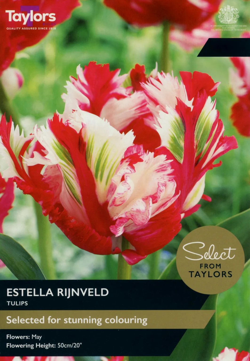 Tulip Estella Rijnveld 11-12 Se - Jones Garden Centre
